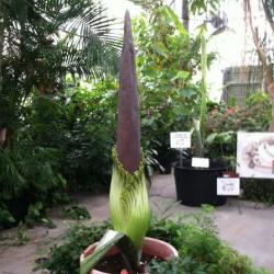 Titan Arum | Department of Molecular Genetics