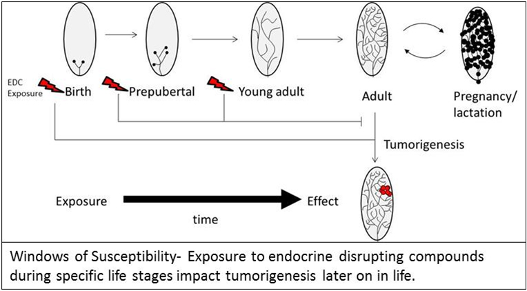 Craig Burd | Department of Molecular Genetics