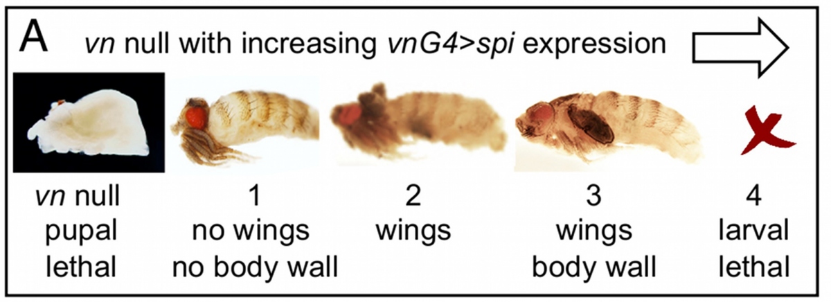 Amanda Simcox | Department of Molecular Genetics